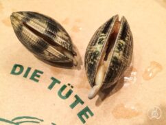 Schlechte Muscheln erkennen und wie lange sind Muscheln haltbar – Cook ...