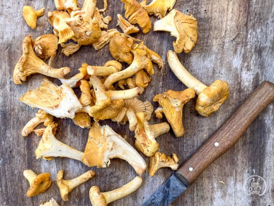 Pfifferling Rezepte mit dem aromatischen Waldpilz – Cook & Soul